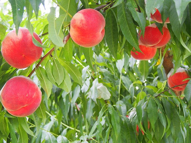 【山梨】Hot！Summer♪ 絶景露天風呂『ほったらかし温泉』と旬のフルーツ『もも狩り』園内食べ放題！ | 新宿駅発山梨バスツアー・日帰り ...