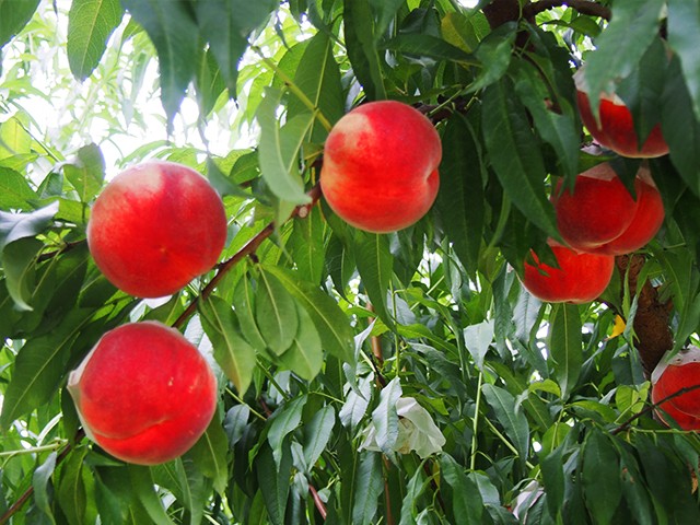 【山梨】Hot！Summer♪ 絶景露天風呂『ほったらかし温泉』と旬のフルーツ『もも狩り』園内食べ放題！ | 新宿駅発山梨バスツアー・日帰り ...